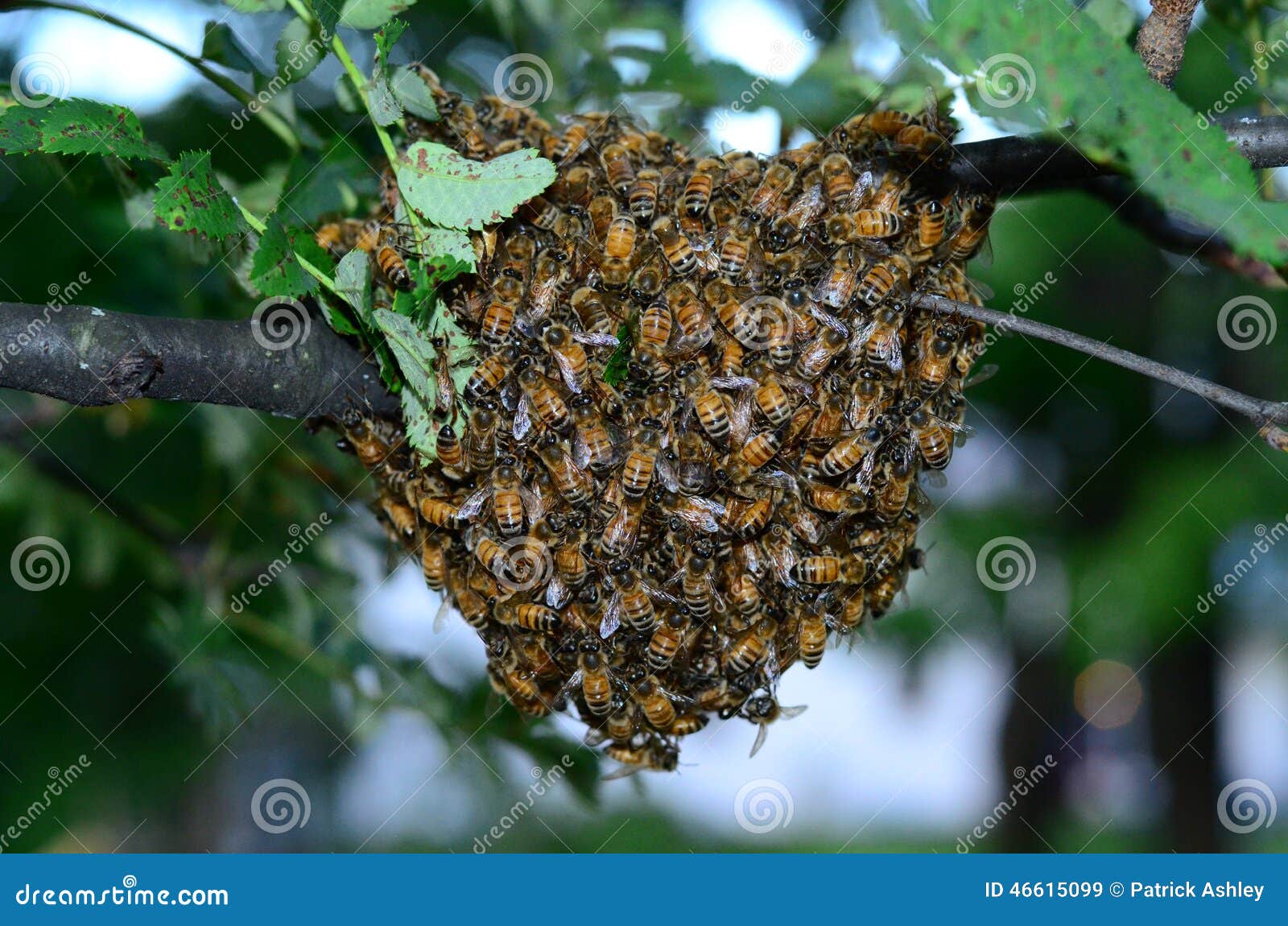Clump of Bees stock image. Image of clump, tree, hornet - 46615099