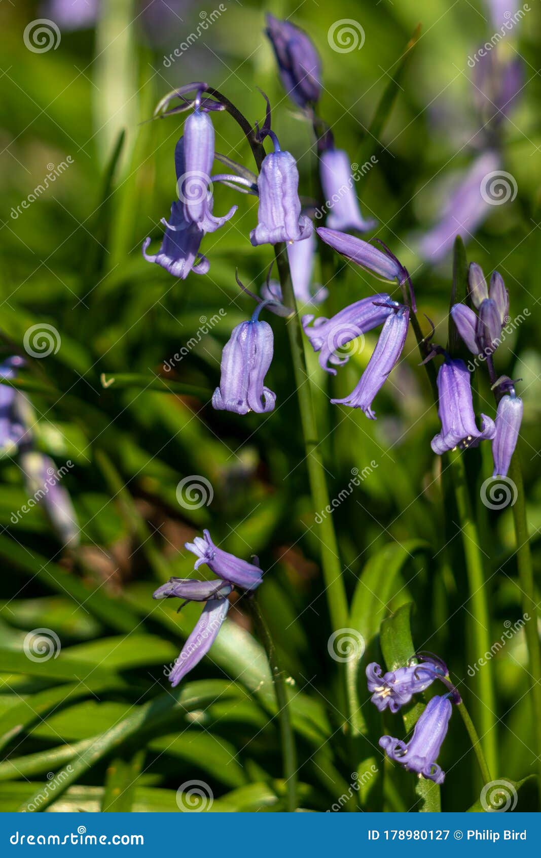 A Clump of Bluebells Flowering in the Spring Sunshine Editorial ...