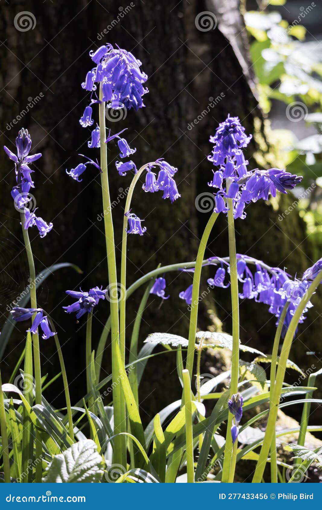 Clump Of Flowering Chives Allium Schoenoprasum In The Summer Vegetable ...