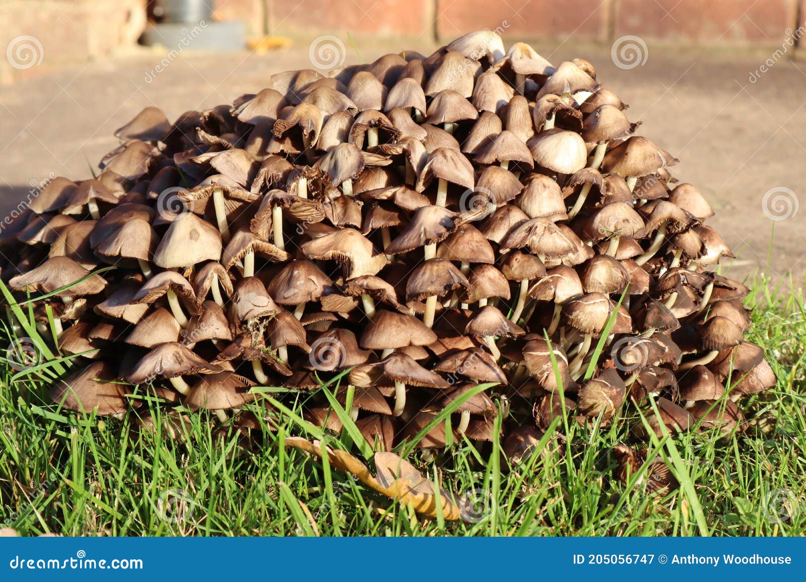 A Clump of Brown Toadstools Growing in a Garden in Autumn Stock Image ...