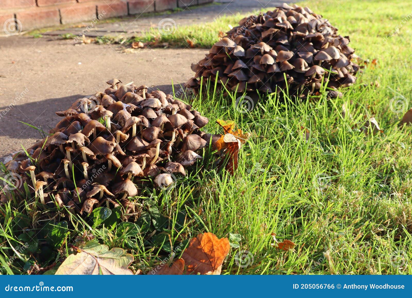 A Clump of Brown Toadstools Growing in a Garden in Autumn Stock Photo ...