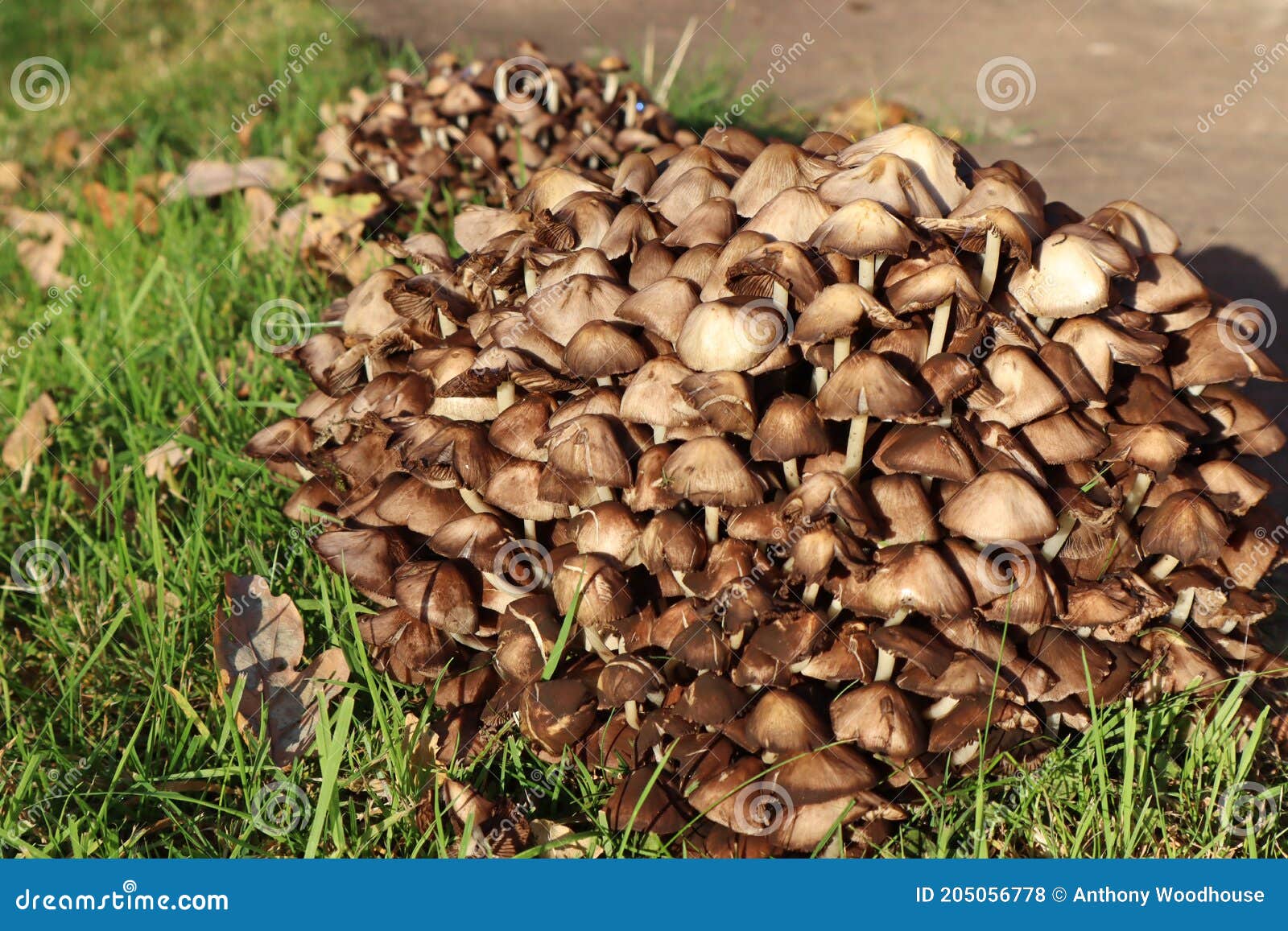 A Clump of Brown Toadstools Growing in a Garden in Autumn Stock Photo ...