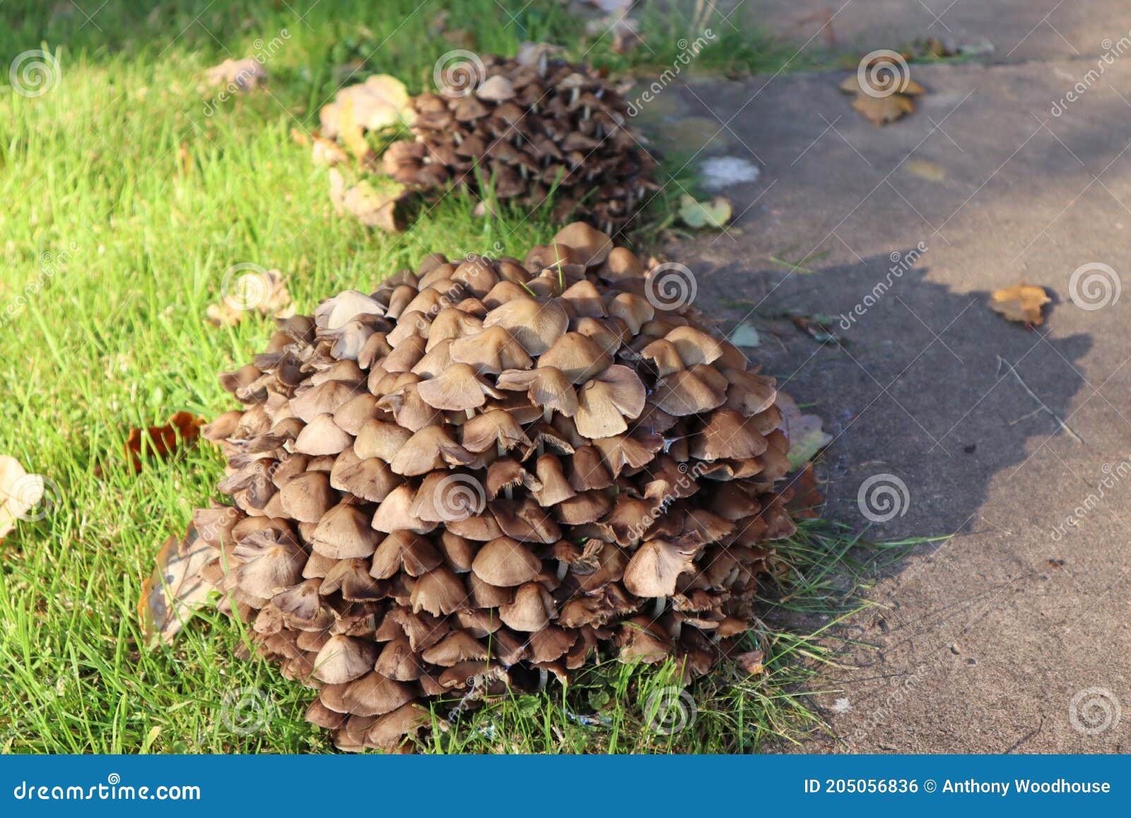 A Clump of Brown Toadstools Growing in a Garden in Autumn Stock Photo ...