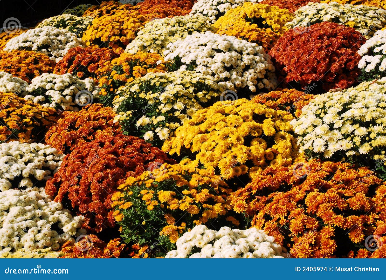 Clump of chrysanthemums stock photo. Image of funeral - 2405974