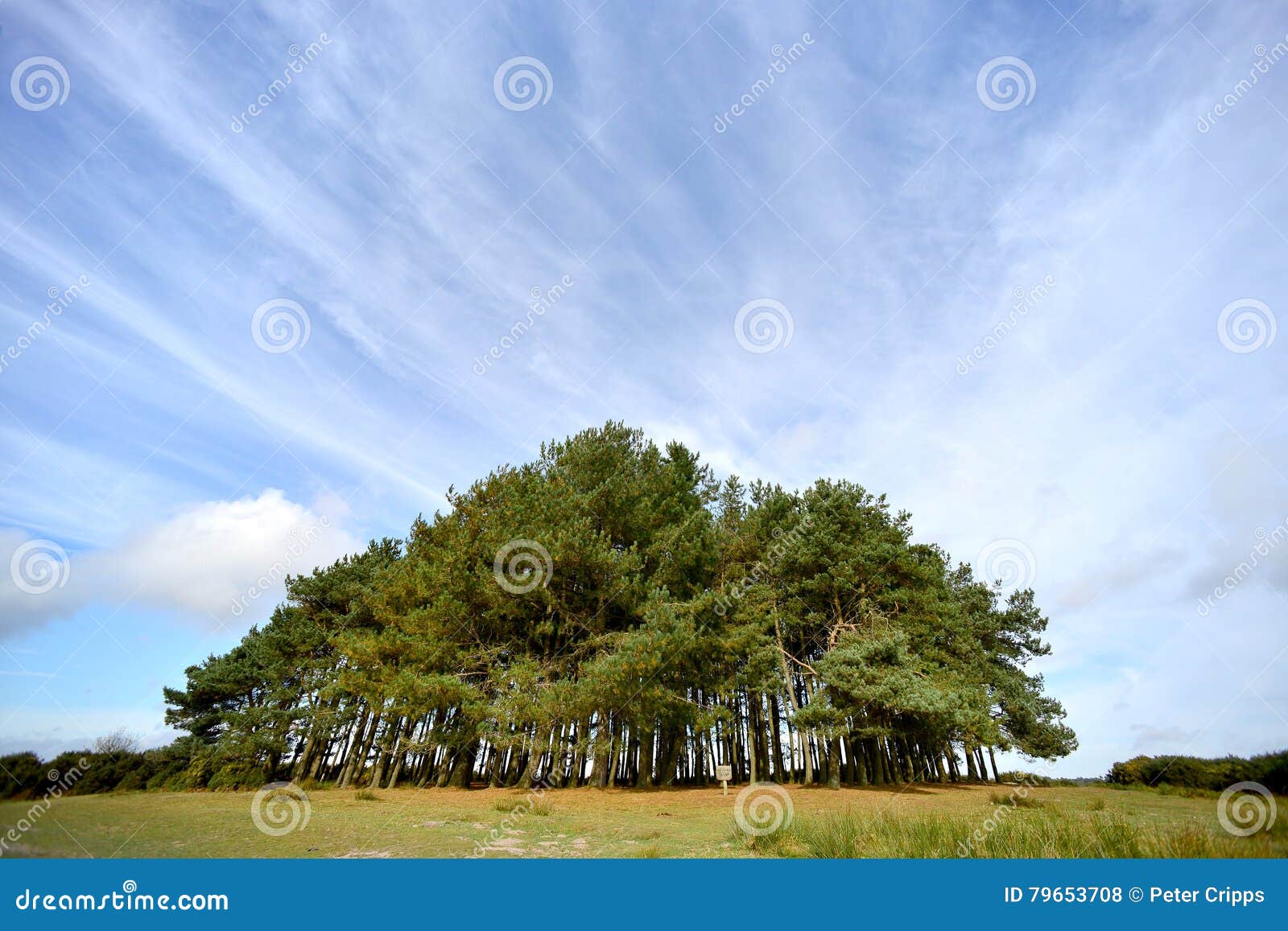 Clump stock photo. Image of forest, trees, small, scotts - 79653708