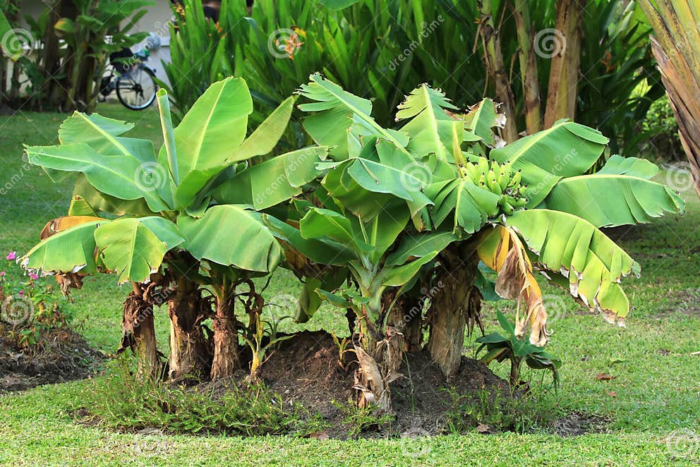 Dwarf banana tree stock photo. Image of small, garden - 30231566