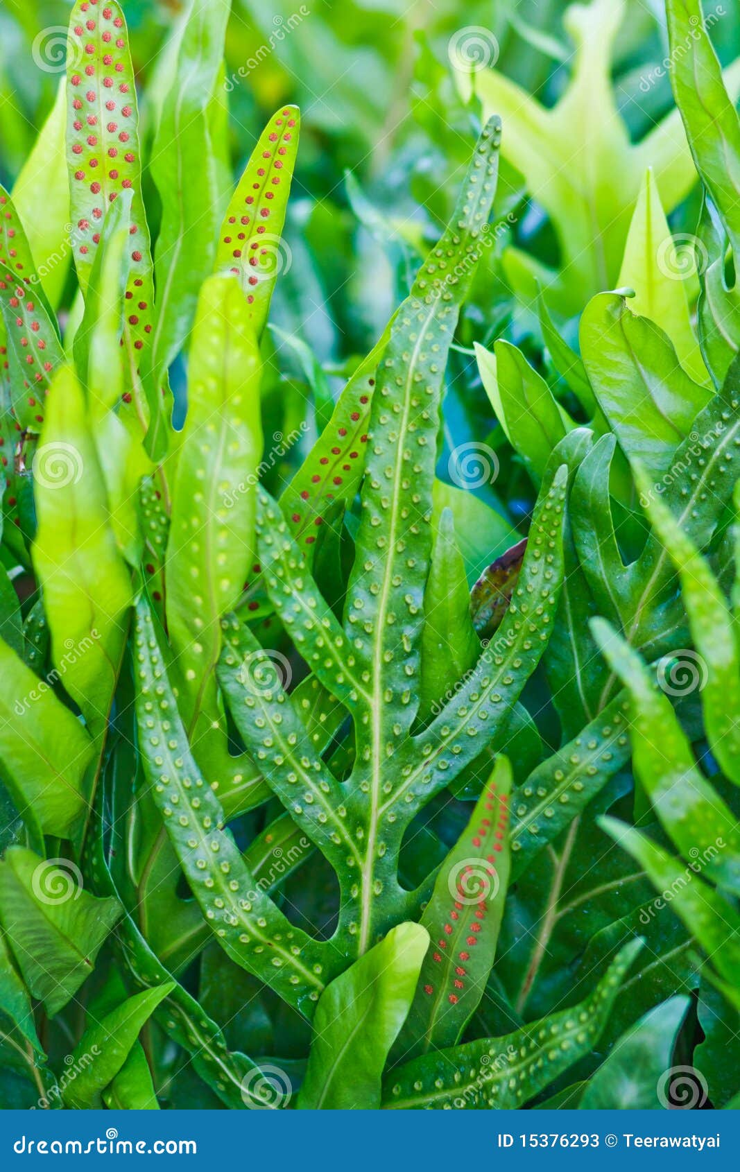 Clump of fern stock image. Image of jungle, biology, flora - 15376293