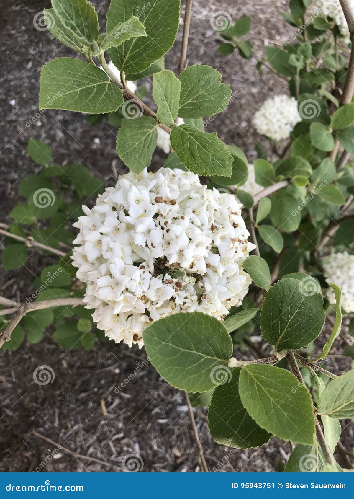 Clump of flowers stock image. Image of clumped, clump - 95943751