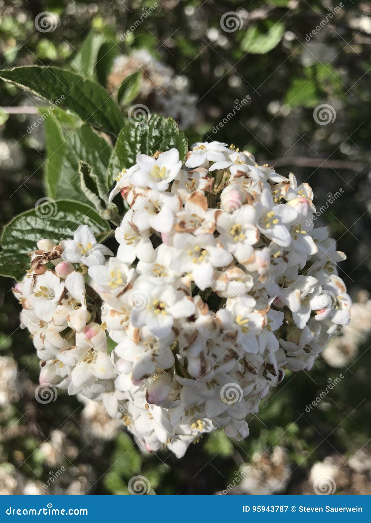 Clump of flowers stock image. Image of together, viburnum - 95943787