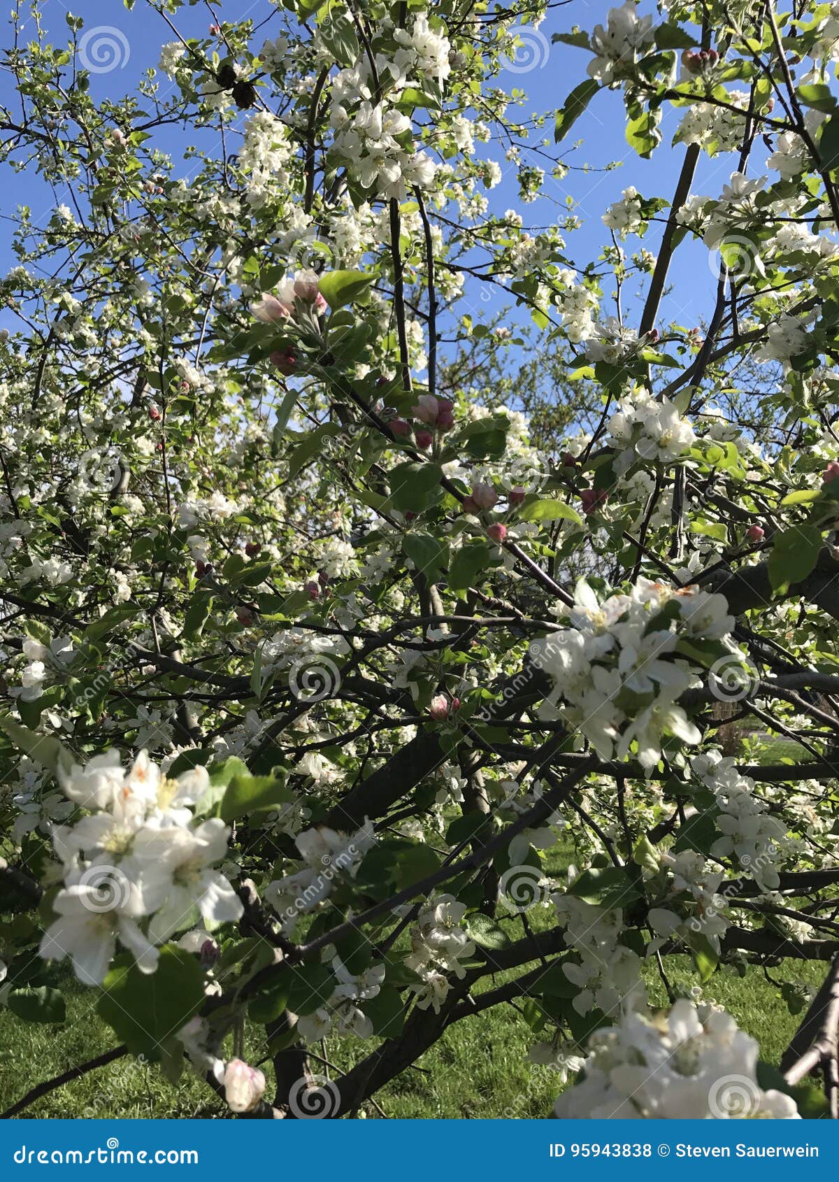 Clump of flowers stock photo. Image of spring, clumped - 95943838