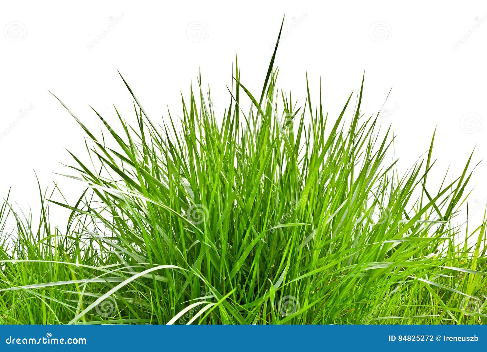 Clump of Fresh Spring Grass Stock Photo - Image of isolated, grass ...