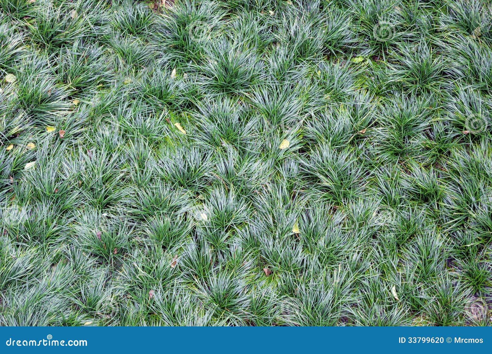 Clump Grass Background Texture Stock Photo - Image of view, green: 33799620