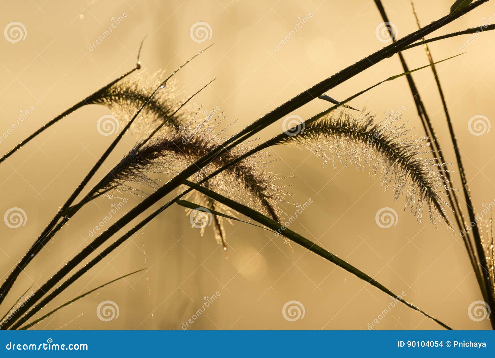 Clump of Grass with Droplets, Silhouette Picture Stock Photo - Image of ...