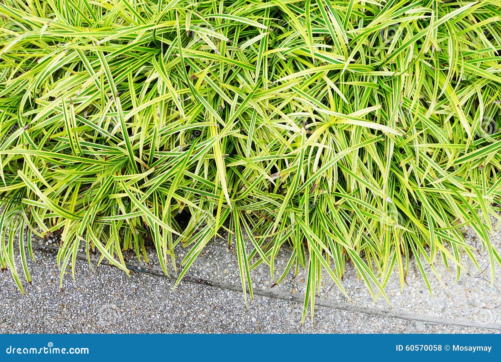 Clump of grass in garden stock photo. Image of outdoor - 60570058