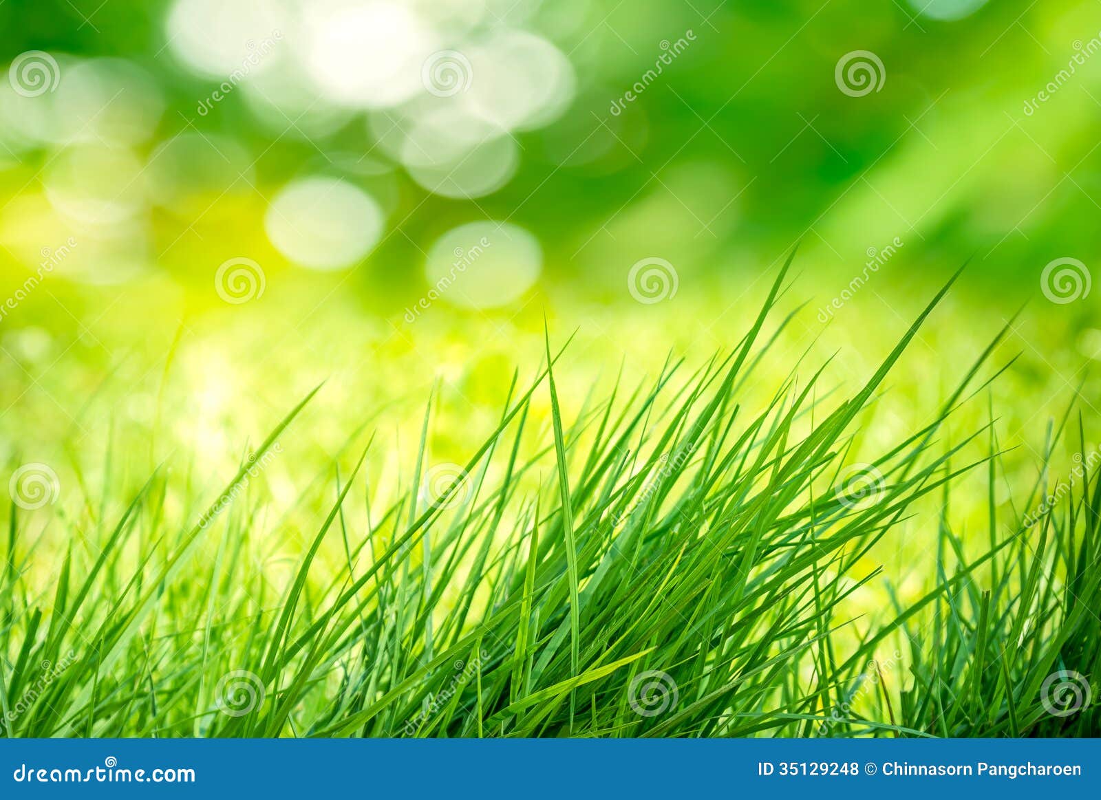 Clump of Grass stock photo. Image of leaf, fresh, green - 35129248
