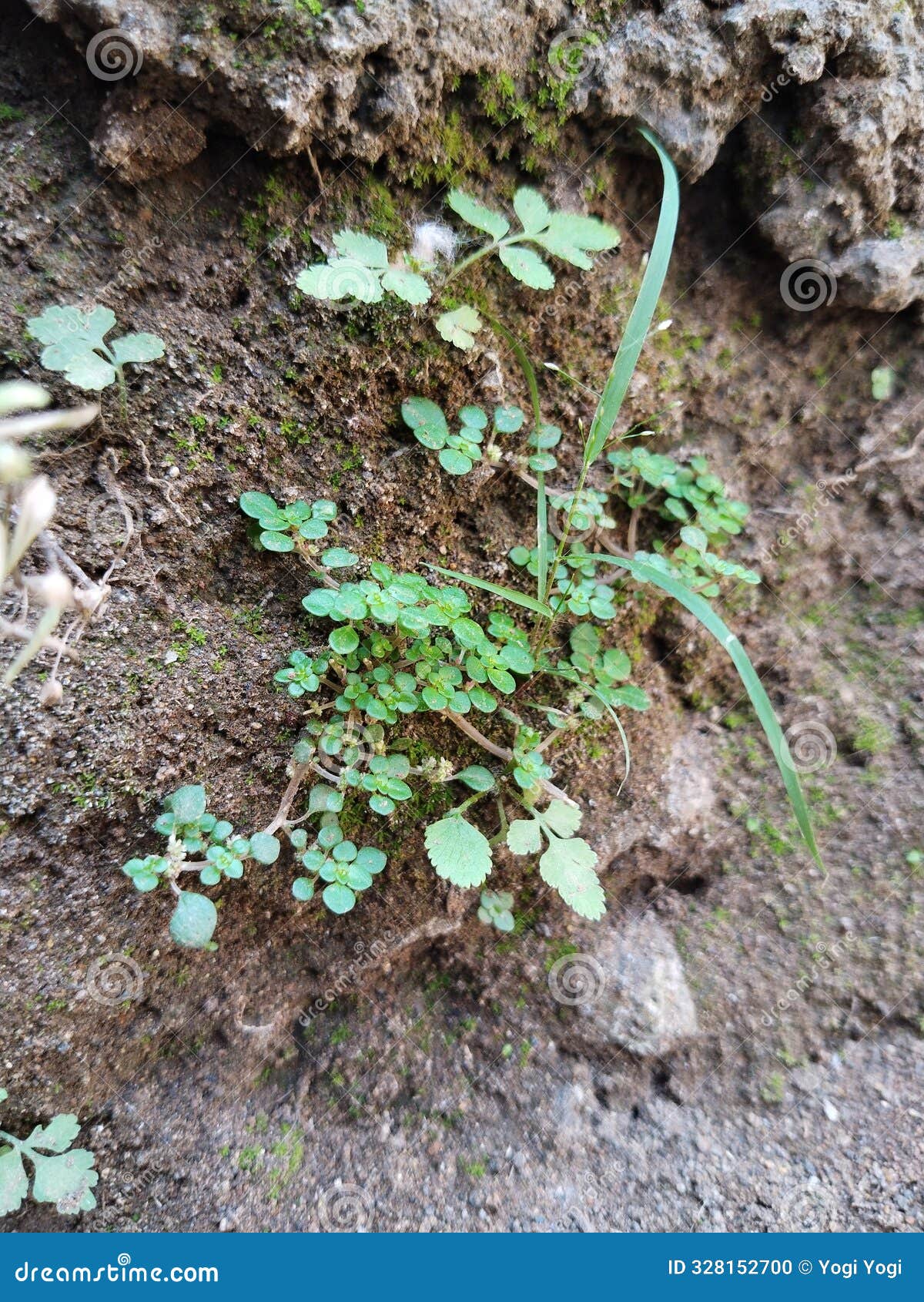 A Clump of Grass Growing on a Rock Stock Photo - Image of clump ...