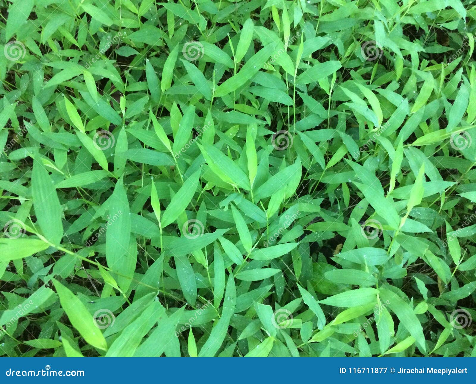 Clump of Grass is Refreshing Stock Image - Image of forest, clump ...