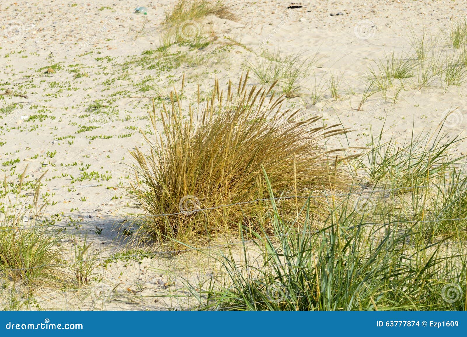 Clump of grass on the sand stock photo. Image of coastal - 63777874