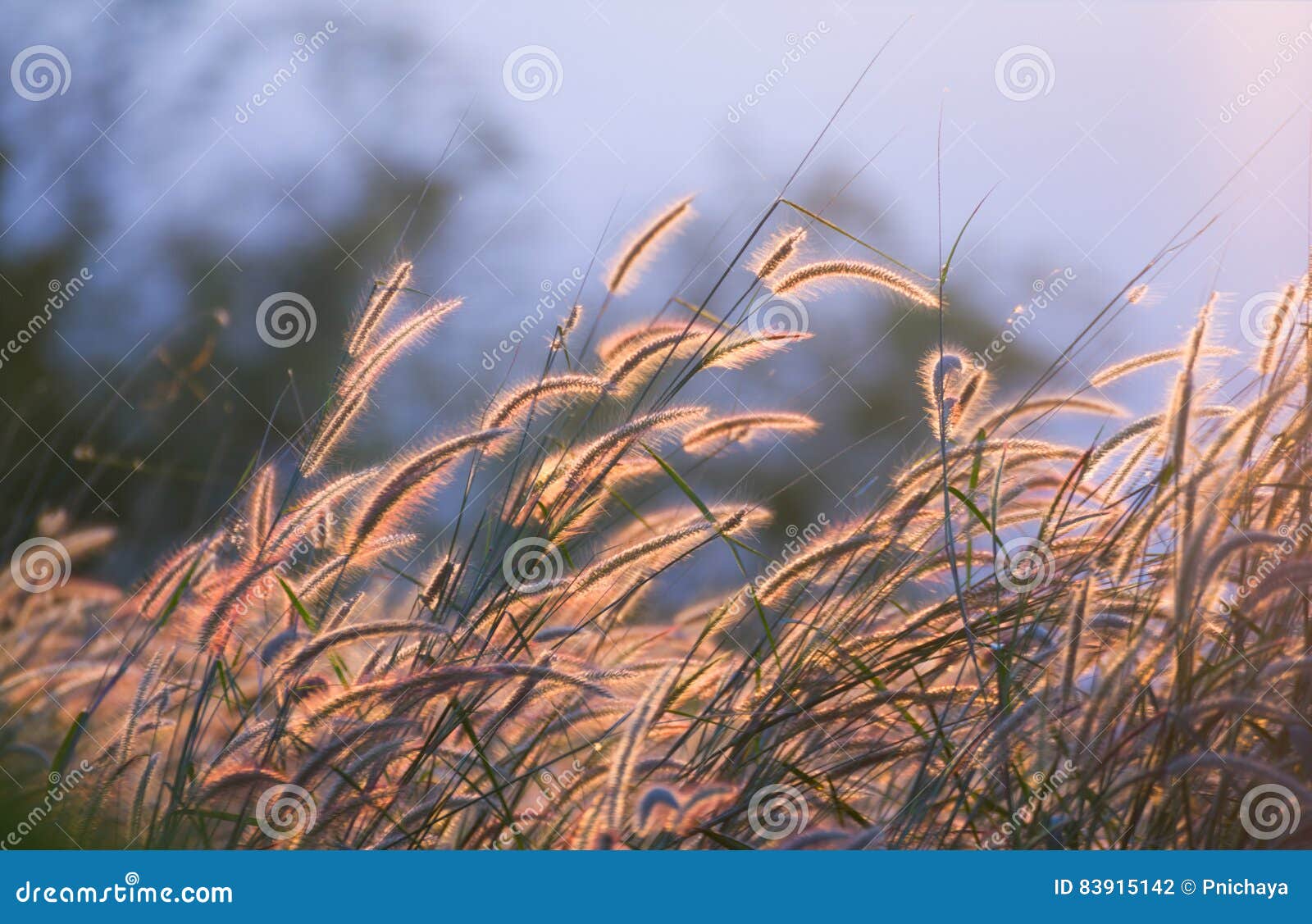 Clump of Grass, Silhouette Picture Stock Photo - Image of warm ...