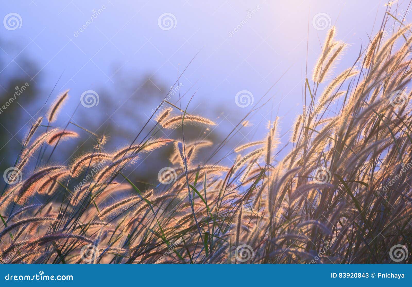 Clump of Grass, Silhouette Picture Stock Image - Image of morning ...