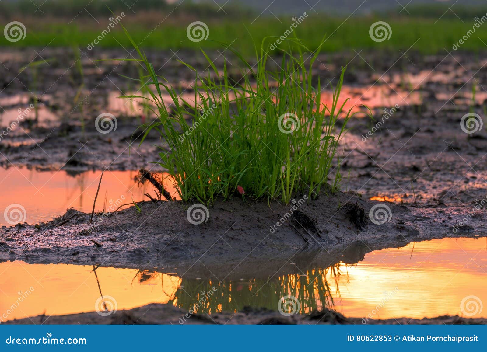 Clump of Grass on Soil Mud Near the Pond Stock Image - Image of loonse ...