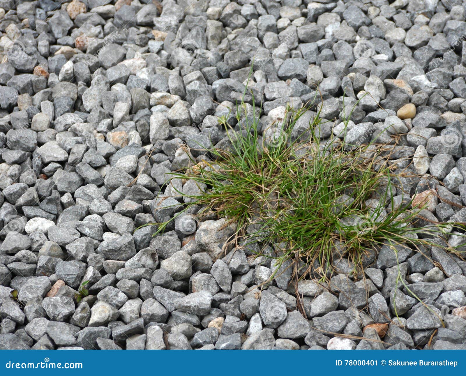 Clump of Grass stock image. Image of crop, clump, face - 78000401