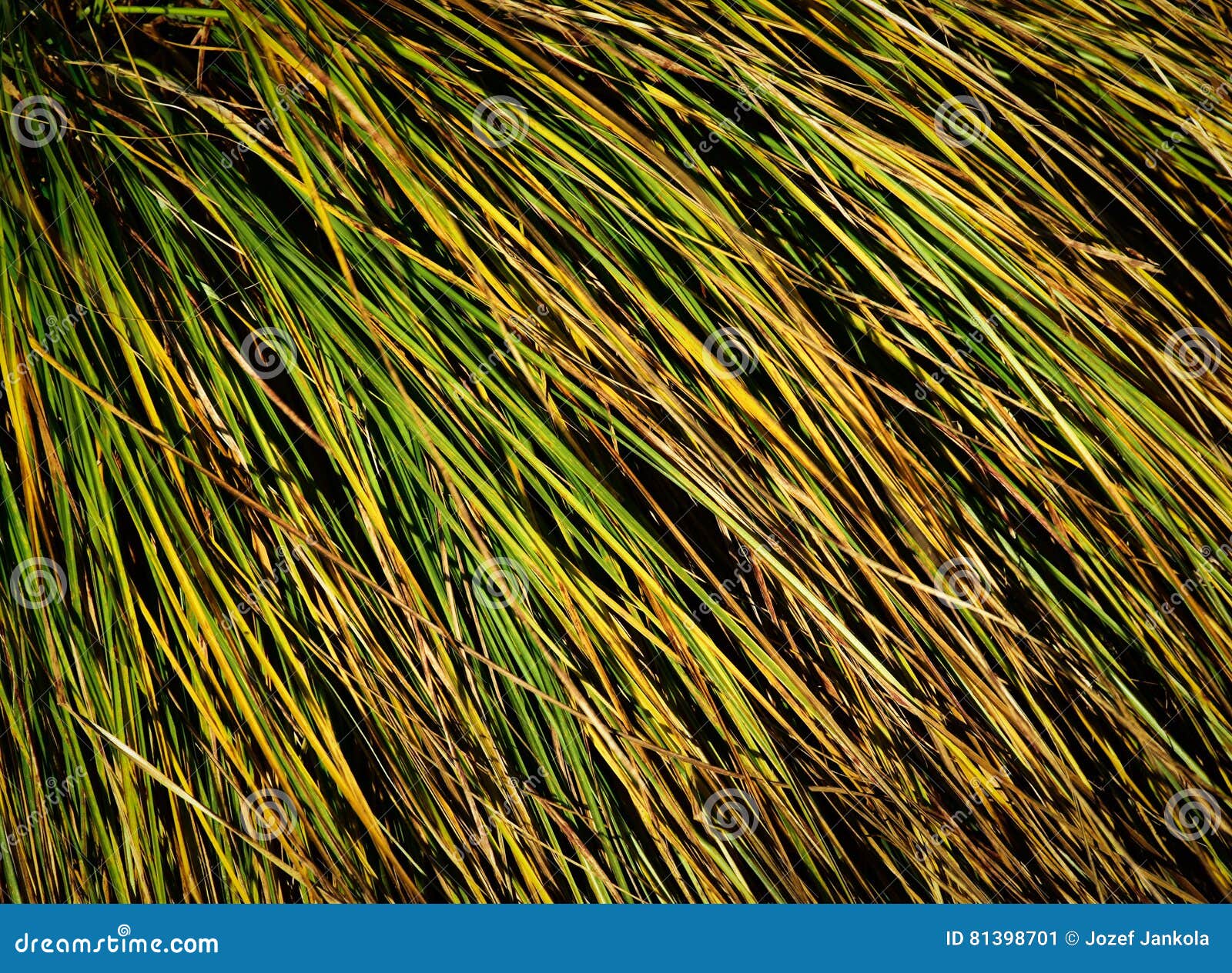 Clump of grass texture stock image. Image of abstract - 81398701