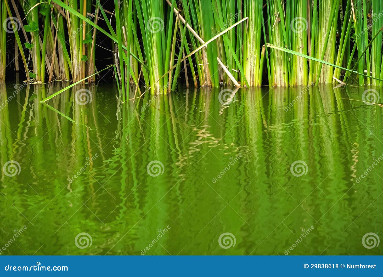 Clump of grass stock photo. Image of natural, weed, outside - 29838618