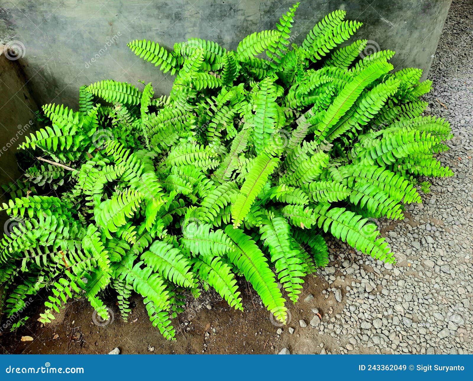 A Clump of Green Ferns in the Yard Stock Image - Image of plant, green ...