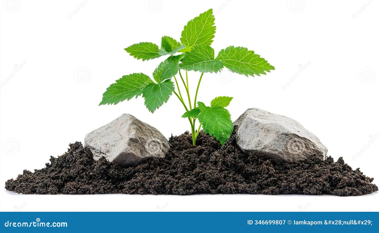 Clump of Green Moss with Soil and a Decorative Stone, Isolated on White ...