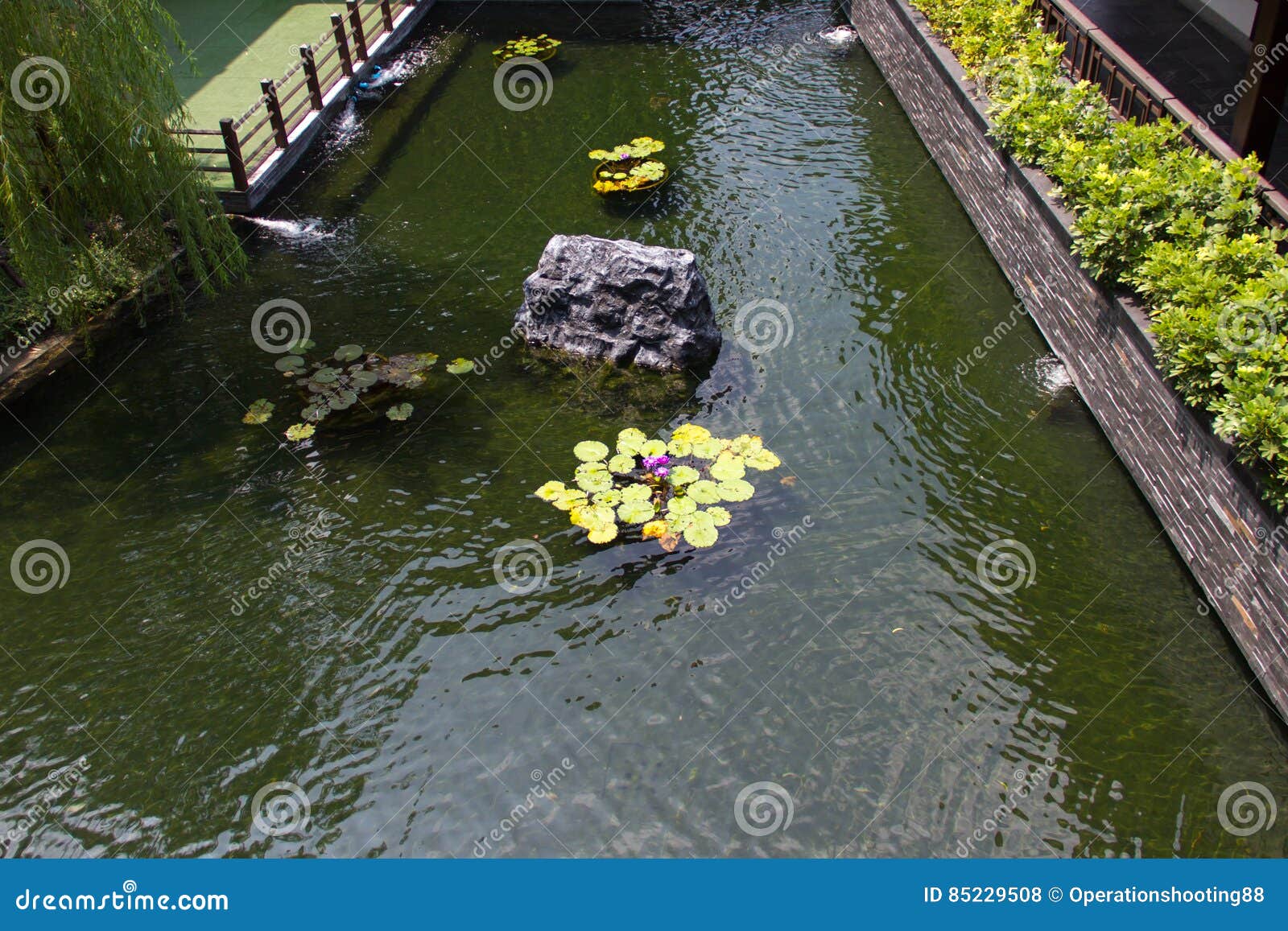 Clump lotus stock photo. Image of lily, floral, beautiful - 85229508