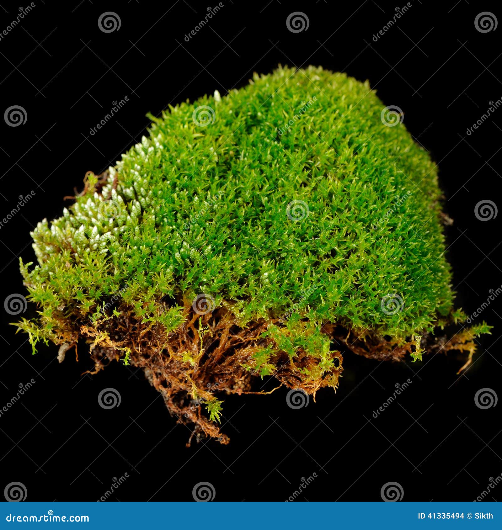 Clump of Moss Close-Up on Black Background Stock Photo - Image of earth ...