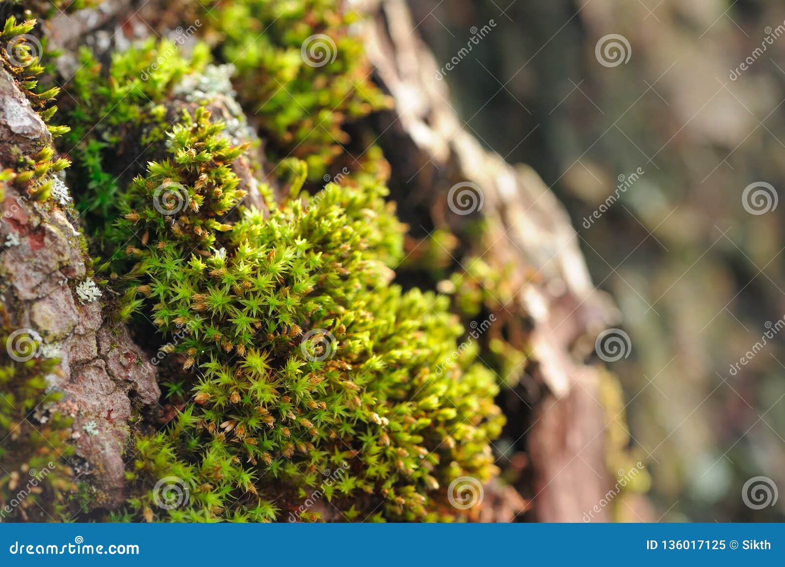 Clump of Moss Close-Up stock image. Image of garden - 136017125