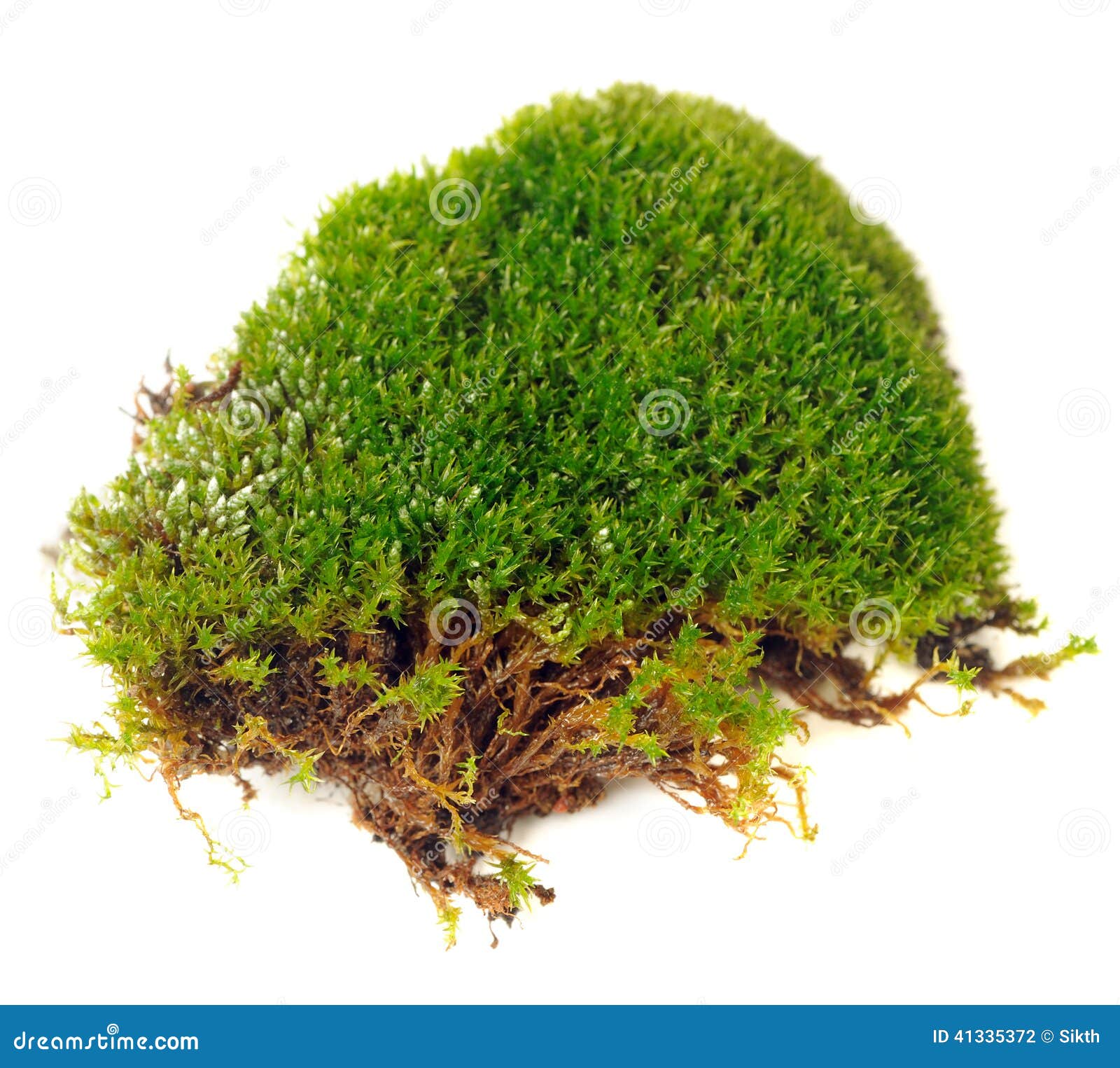 Clump of Moss Close-Up Isolated on White Background Stock Photo - Image ...