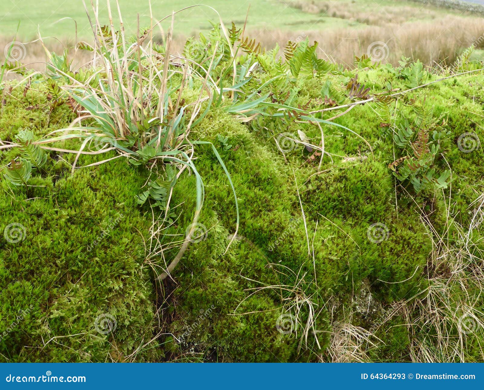 Clump of moss and Grasses stock image. Image of moss - 64364293