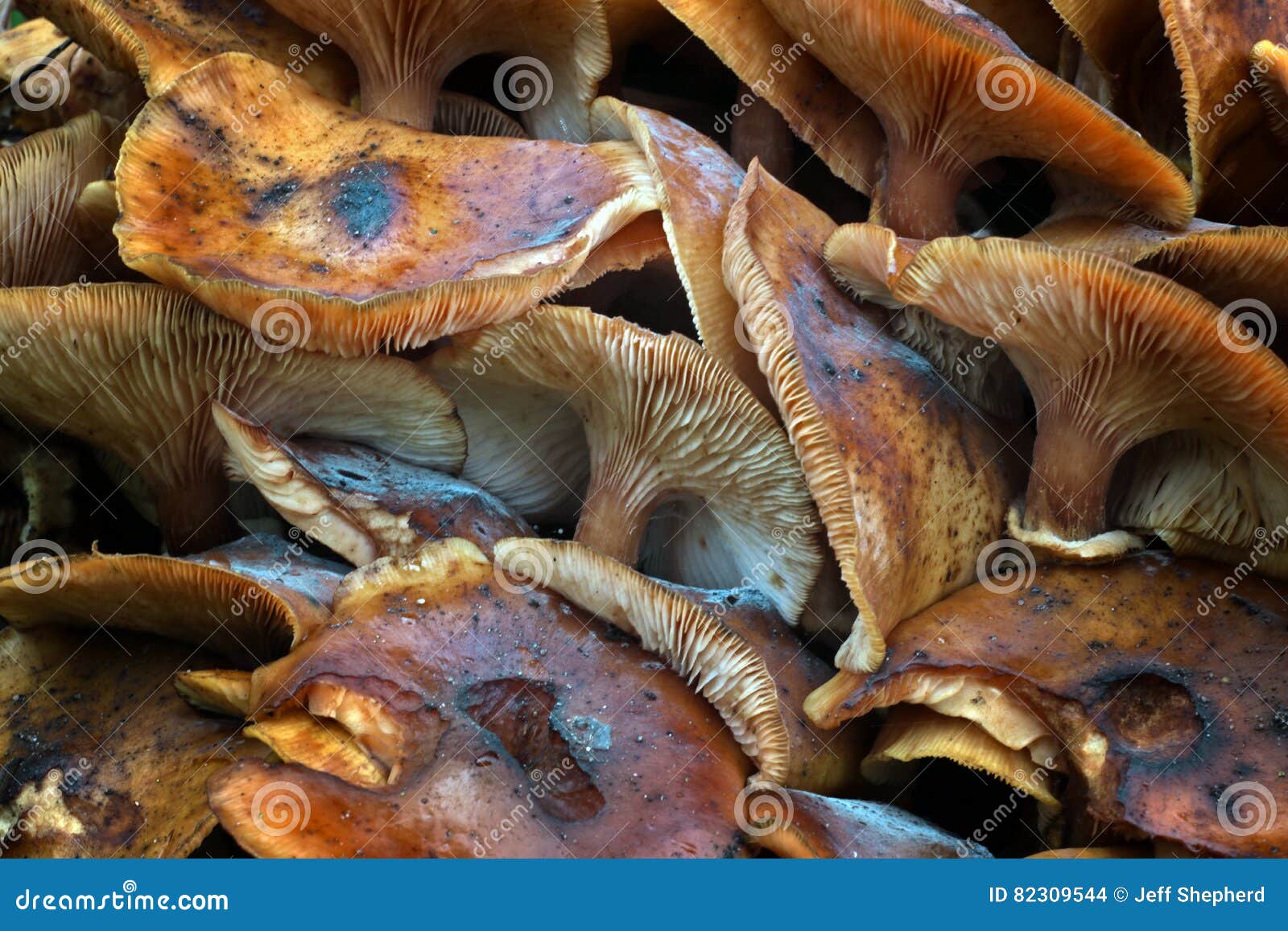 Clump of mushrooms stock photo. Image of wild, rotting - 82309544