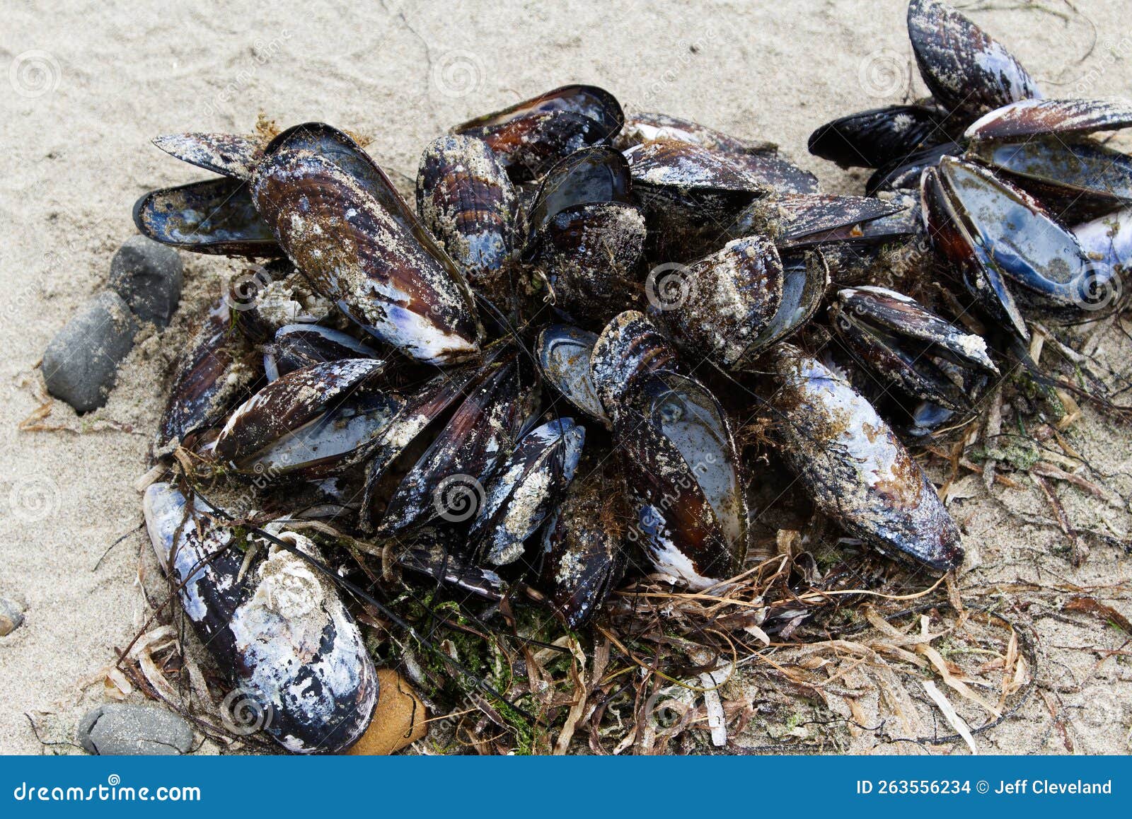 Clump of Mussel Shells on Sand Beach Stock Photo - Image of mollusk ...