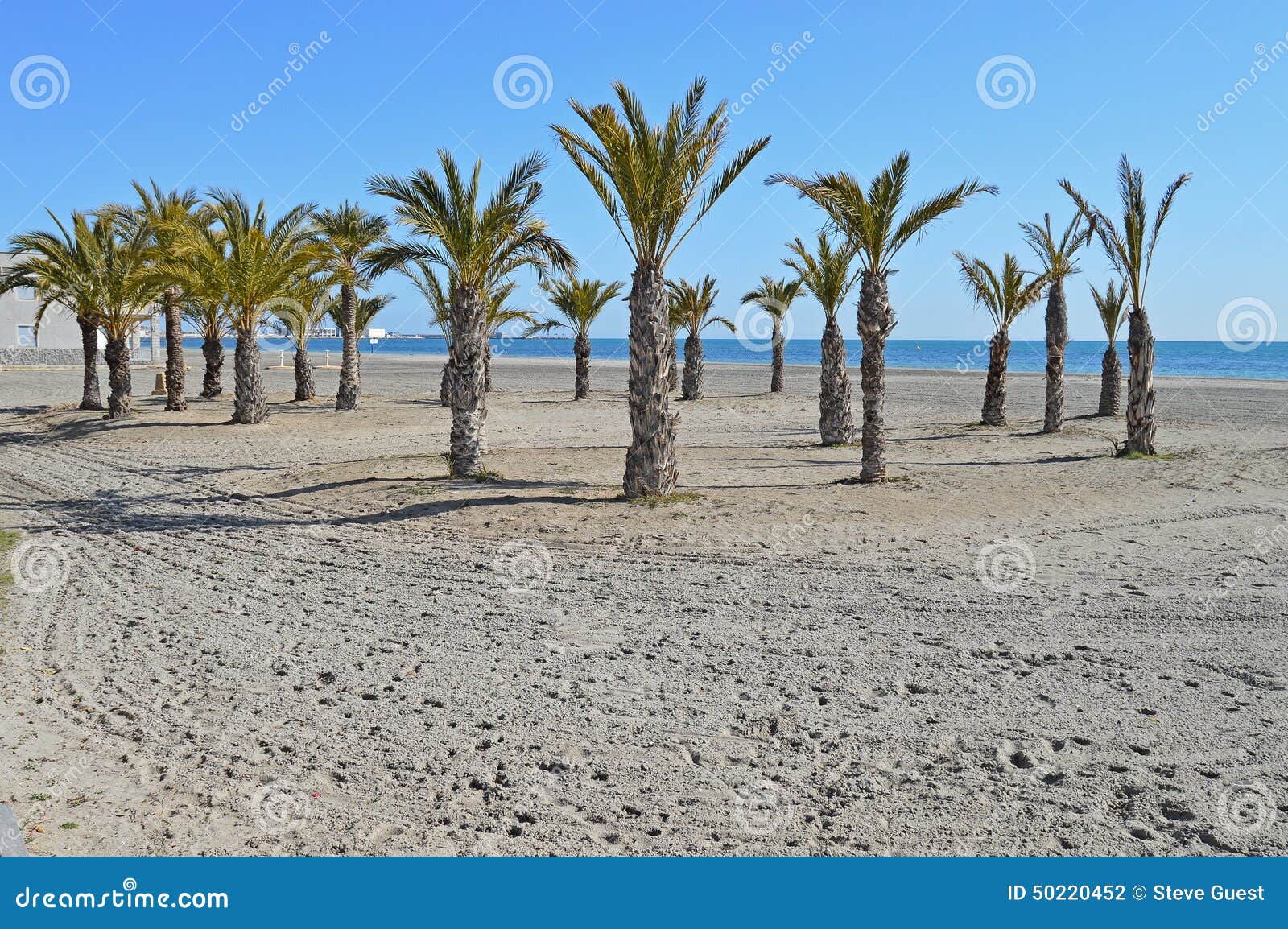 A Clump of Palm Trees - Beach Oasis Stock Photo - Image of oasis, quiet ...