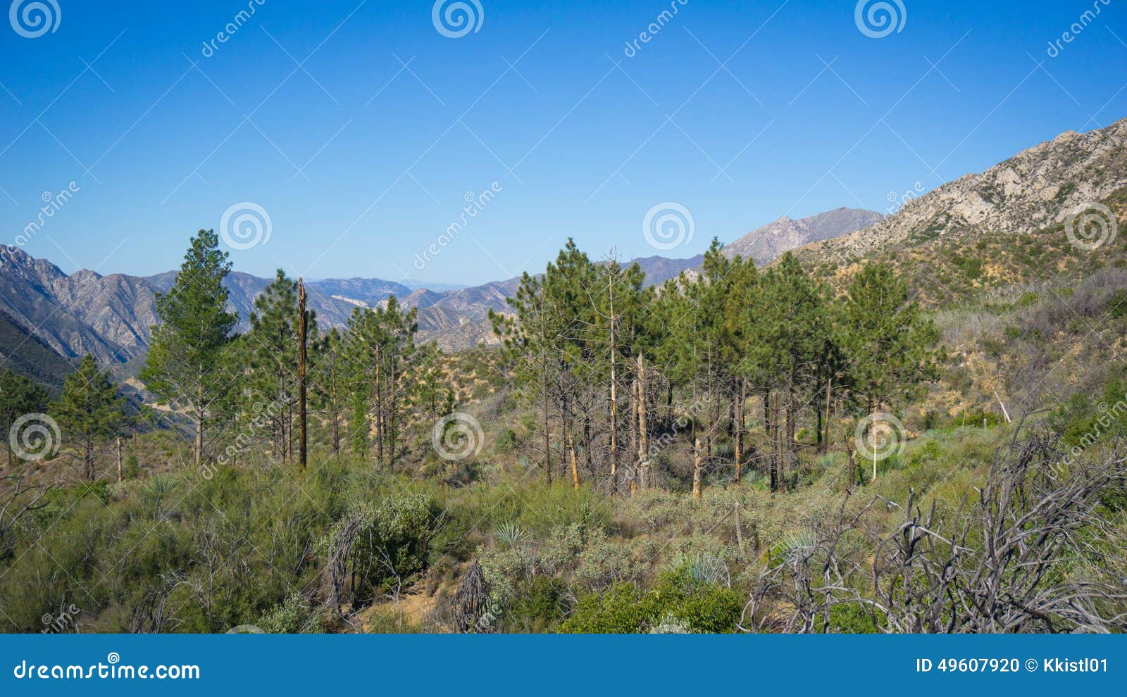 Clump of Pines stock photo. Image of mountains, hills - 49607920