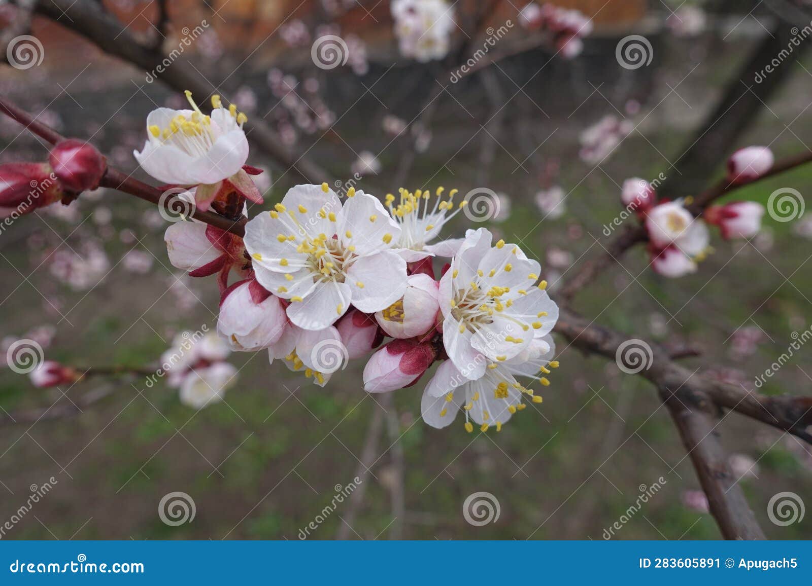 Clump of Pinkish White Flowers of Apricot in March Stock Image - Image ...