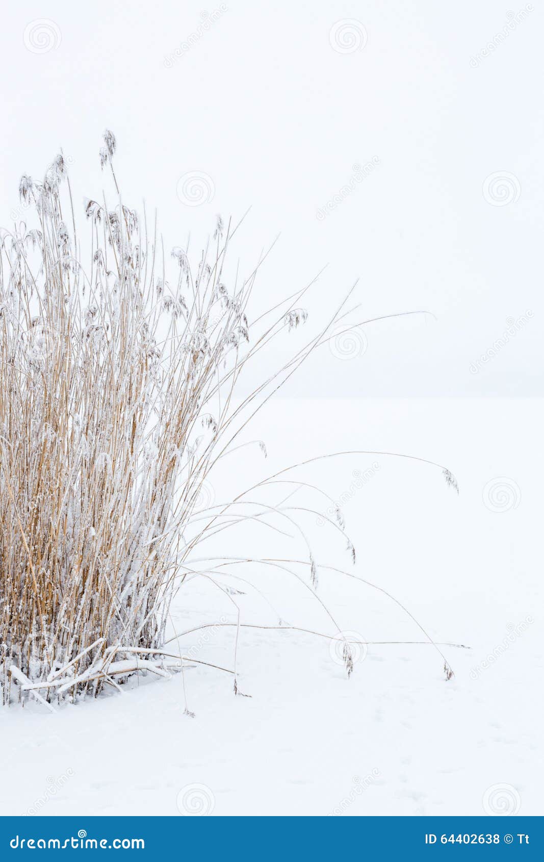 Clump of reeds stock photo. Image of frost, cold, redbed - 64402638