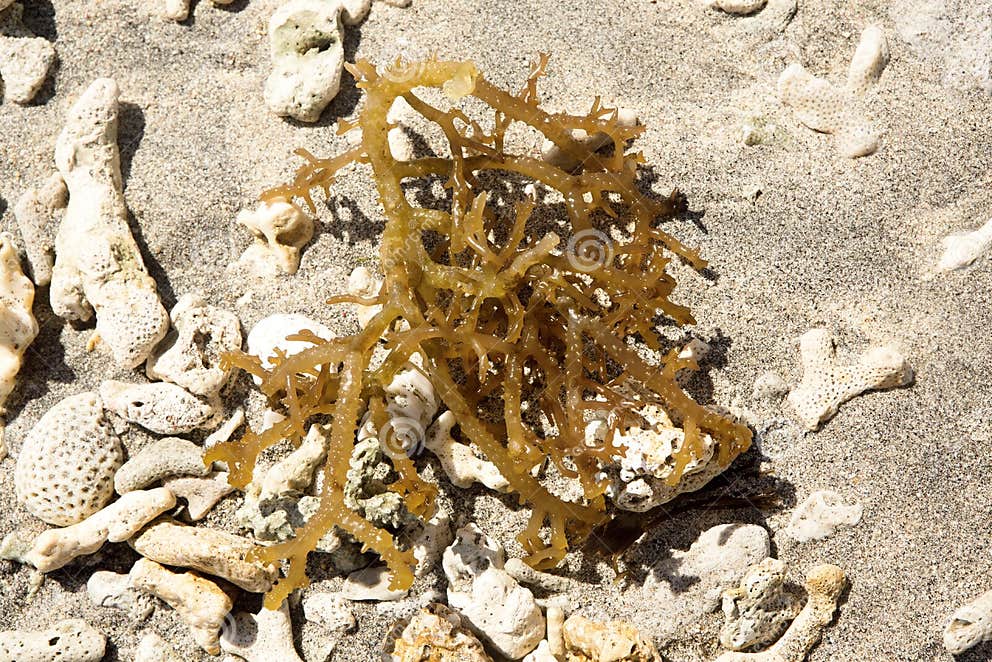 Clump of Seaweed on the Beach Stock Image - Image of island, asia: 77048683
