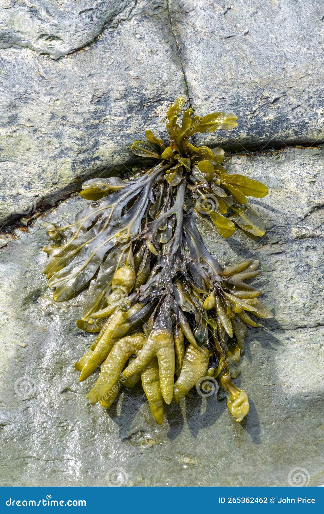 A clump of seaweed stock photo. Image of coast, coastal - 265362462