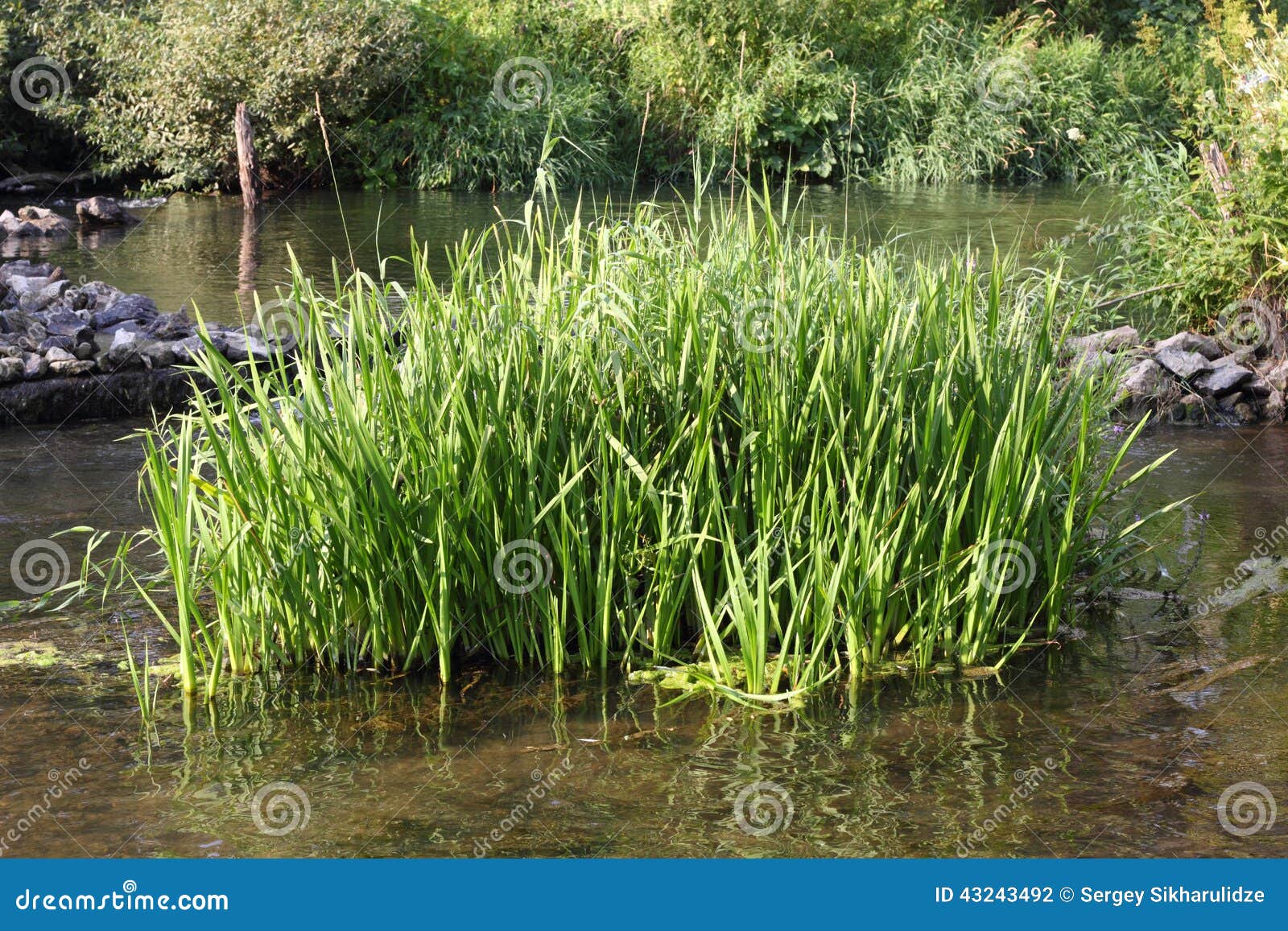 A Clump of Sedge in the Water Stock Photo - Image of nature, pure: 43243492