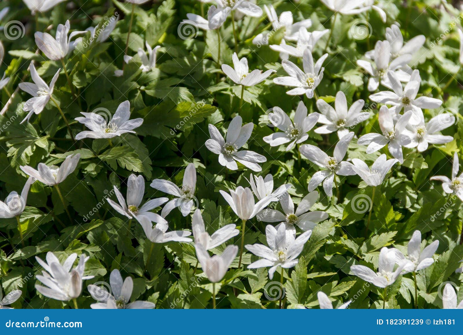 A Clump of Snowdrops. the First Spring Flowers Stock Image - Image of ...