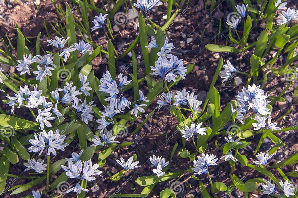A Clump of Snowdrops. the First Spring Flowers Stock Photo - Image of ...