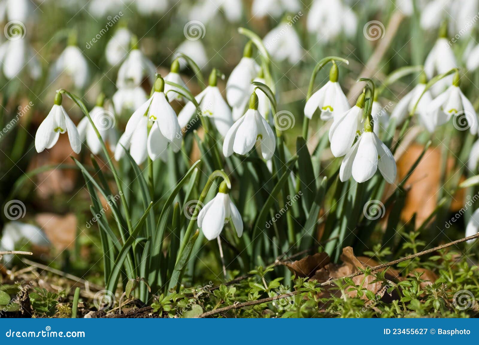 Clump of Snowdrops in Spring Stock Image - Image of newbury, clump ...