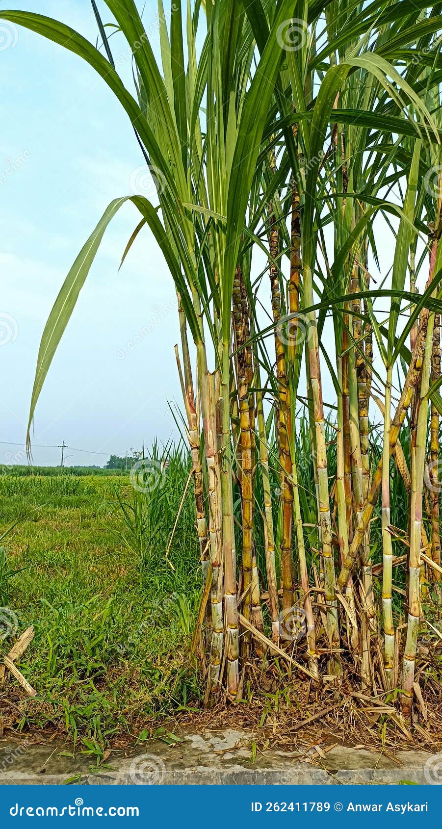 A Clump of Sugarcane Trees on the Edge of a Farmer S Field Stock Image ... A Clump of Sugarcane Trees on the Edge of a Farmer S Field Stock Image ...