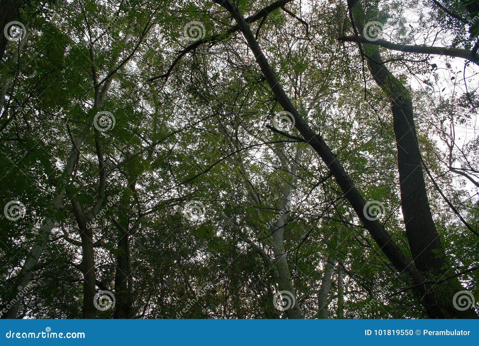 CLUMP of TALL TREES stock photo. Image of flora, branch - 101819550