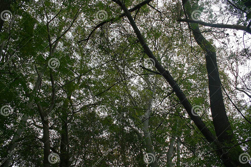 CLUMP of TALL TREES stock photo. Image of flora, branch - 101819550